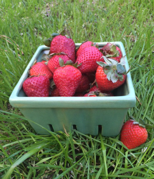 Market Stand Berry Boxes – Cerakko Farm