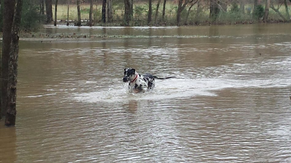 Open the floodgates – Cerakko Farm